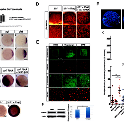 Ccr7 functions as a GPCR and promotes calcium signaling.