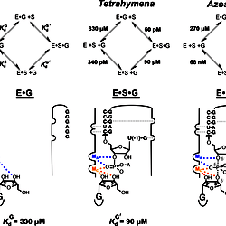 The group I ribozyme reaction.
