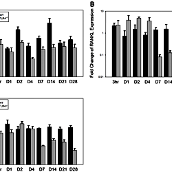 Graph showing relative fold change expression of RANK, RANKL and OPG ...