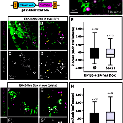 Fluorescence of the pT2K-Atoh1::nTomato reporter is not elevated in ...