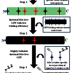Schematic illustration of the approach for the generation of N-terminal ...