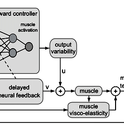Diagram of human motor control model with a radial-basis function ...