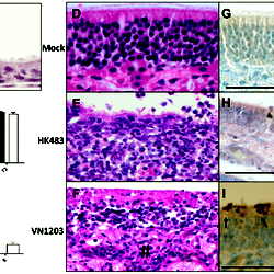 VN1203 induced significant pathology despite similar nasal turbinate ...