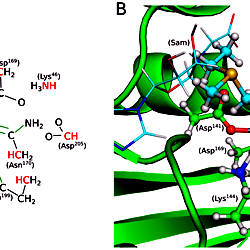 QM/DMD setup for COMT.