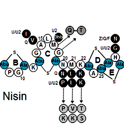 Structures of natural nisin and enhanced bioengineeredvariants.