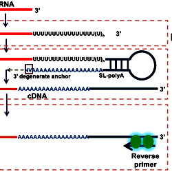 Schematic description of assay design.