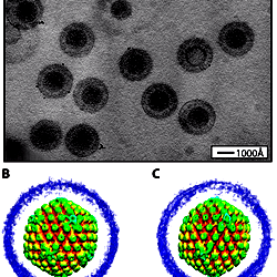 Visualization of a distinctive tegument structure associated with the ...