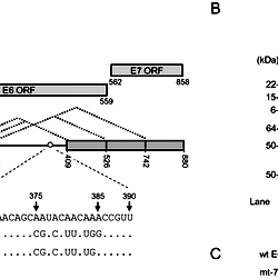 Biological significance of the mapped BPS in the expression of E6 and ...