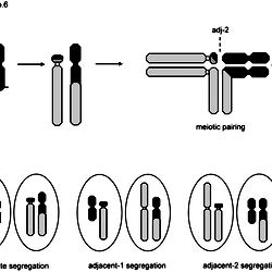 Hypothetical segregation of reciprocal translocation involving ...