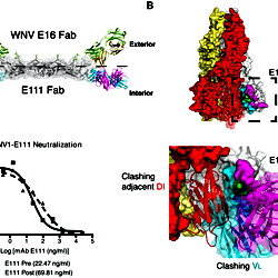The structural basis of E111 neutralization.