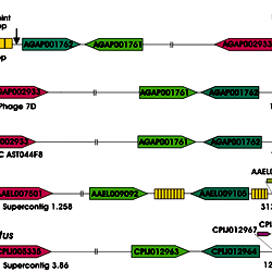 Gene orders in assembled sequences of the 2R+o and 2Ro breakpoints.