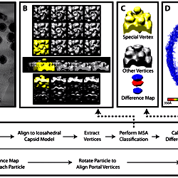 Workflow for MSA-guided classification.