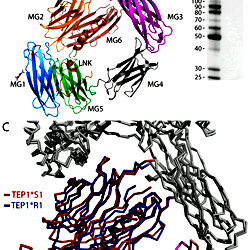 Overview of TEP1*S1 structure.