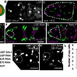 Ecdysone signaling maintains germarial size and GSC number.