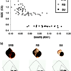 Geometric morphometrics analysis.