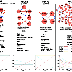 Analysis of each PBCN.