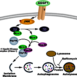 Schematic diagram showing the molecular signaling pathway for AGGF1 ...