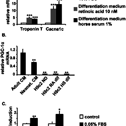 Characterization of H9c2 cell line.