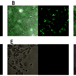 Confocal images of cultured U118-MG and SVGp12 cells staining with FAM ...