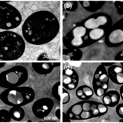 TEM images of intracellular PHA granules in Mch. bheemlicum and Rdv ...