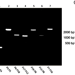 Overlapping PCR.