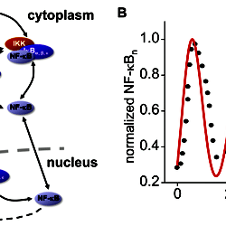 Schematic view of the temporal model and its simulation result.
