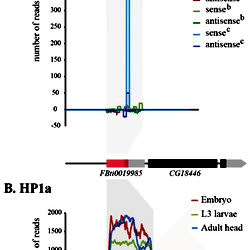 Mapping of piRNA reads and HP1a reads to the FBti0019985 region.