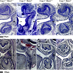 Antagonistic Functions of USAG-1 and RUNX2 during Tooth Development - Fig 1