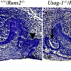 Antagonistic Functions of USAG-1 and RUNX2 during Tooth Development - Fig 3