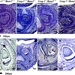 Antagonistic Functions of USAG-1 and RUNX2 during Tooth Development - Fig 4