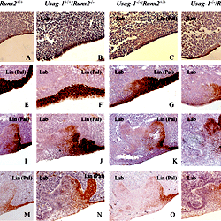 Antagonistic Functions of USAG-1 and RUNX2 during Tooth Development - Fig 6