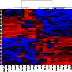 Cluster analysis heatmap.