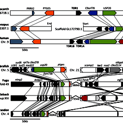 A: Syntenic relationships of tor1, TOR1A and TOR1B.