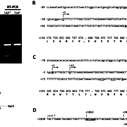 tor1 promoters and transcripts.