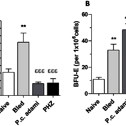 Erythroid blast forming units (BFU-E) in tibial bone marrow and spleen ...
