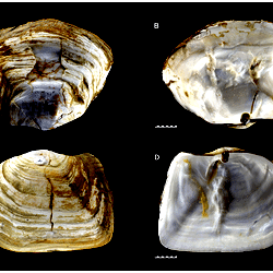 Photographs showing different styles of shell damage and repair.