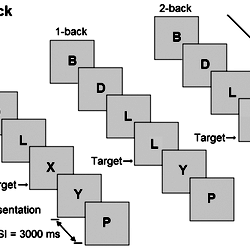 Schematic overview of the verbal n-back task.
