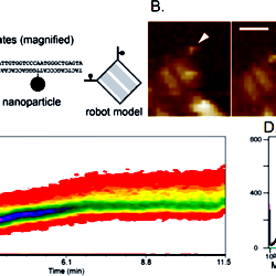 Remote-controlled DNA robot design and performance.