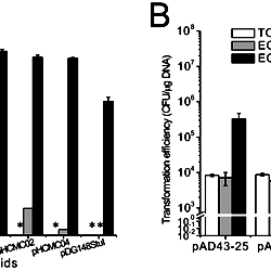 Transformation efficiency of B. amyloliquefaciens TA208 and B. cereus ...