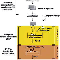 Workflow of the high-throughput siRNA screening approach to identify ...