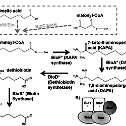 Biotin synthesis and transport in bacteria.