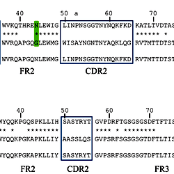 Humanization of D9 Fv by CDR-grafting.