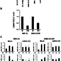 Silencing of LMNA impairs RA-induced differentiation in the IMR-32 and ...