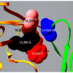 VH44-N interaction with four VL residues in VH-VL interface.