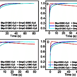 Binding of Cy3 labeled Skp mutants with Cy5 labeled OmpC mutants ...