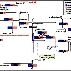 Sucrose and starch metabolism pathway.