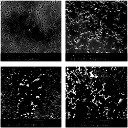 Scanning electron microscopy (SEM) pictures from investigation of fresh ...