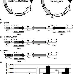 Gateway-adapted OE systems for C. albicans. Schematic maps of the CIp10 ...