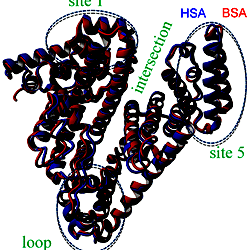 Crystal structure alignment of HSA and BSA.