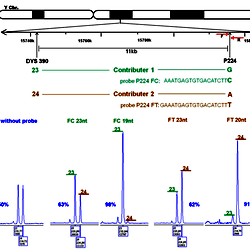 Specific extraction at the P224 locus by HSE and evaluation by AmpFℓSTR ...